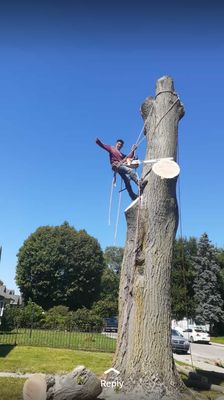 PR TREE SERVICE - Indianapolis, Indiana - Tree Services - Phone Number ...