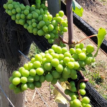 LANPHERE CELLARS - Updated September 2025 - 46 Photos - 26444 ...