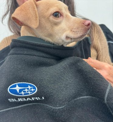 EXETER SUBARU - Updated October 2025 - 31 Photos & 91 Reviews - 37 ...