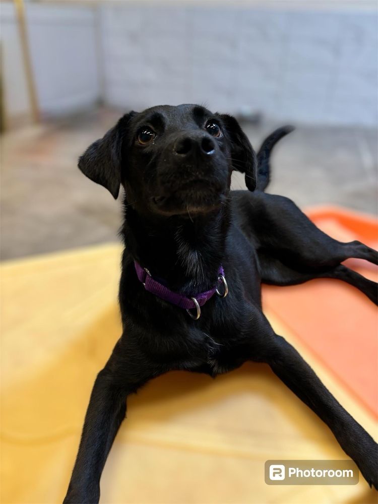 MAK PACK DOG TRAINING & BOARDING - Updated December 2025 - 14 Photos ...