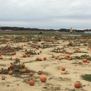 BOWLES FARM - Updated July 2025 - 62 Photos & 12 Reviews - 22880 Budds ...