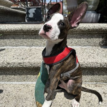 COMPANIONS ANIMAL HOSPITAL - Updated October 2025 - 27 Photos & 54 ...