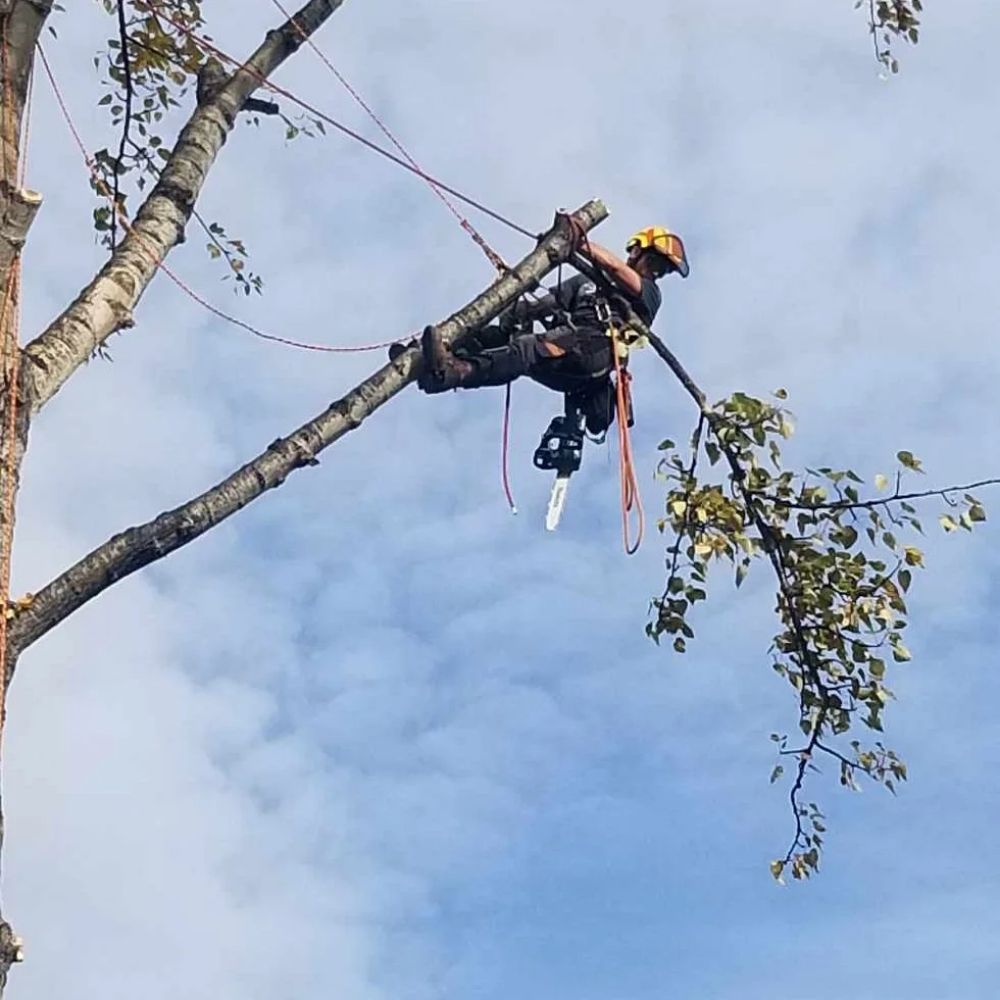 CANOPY KEEPER TREE CARE - Updated May 2025 - 17 Photos - Dawson Creek ...