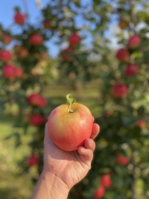 HOLMBERG ORCHARDS - Updated October 2025 - 239 Photos & 93 Reviews - 12 ...