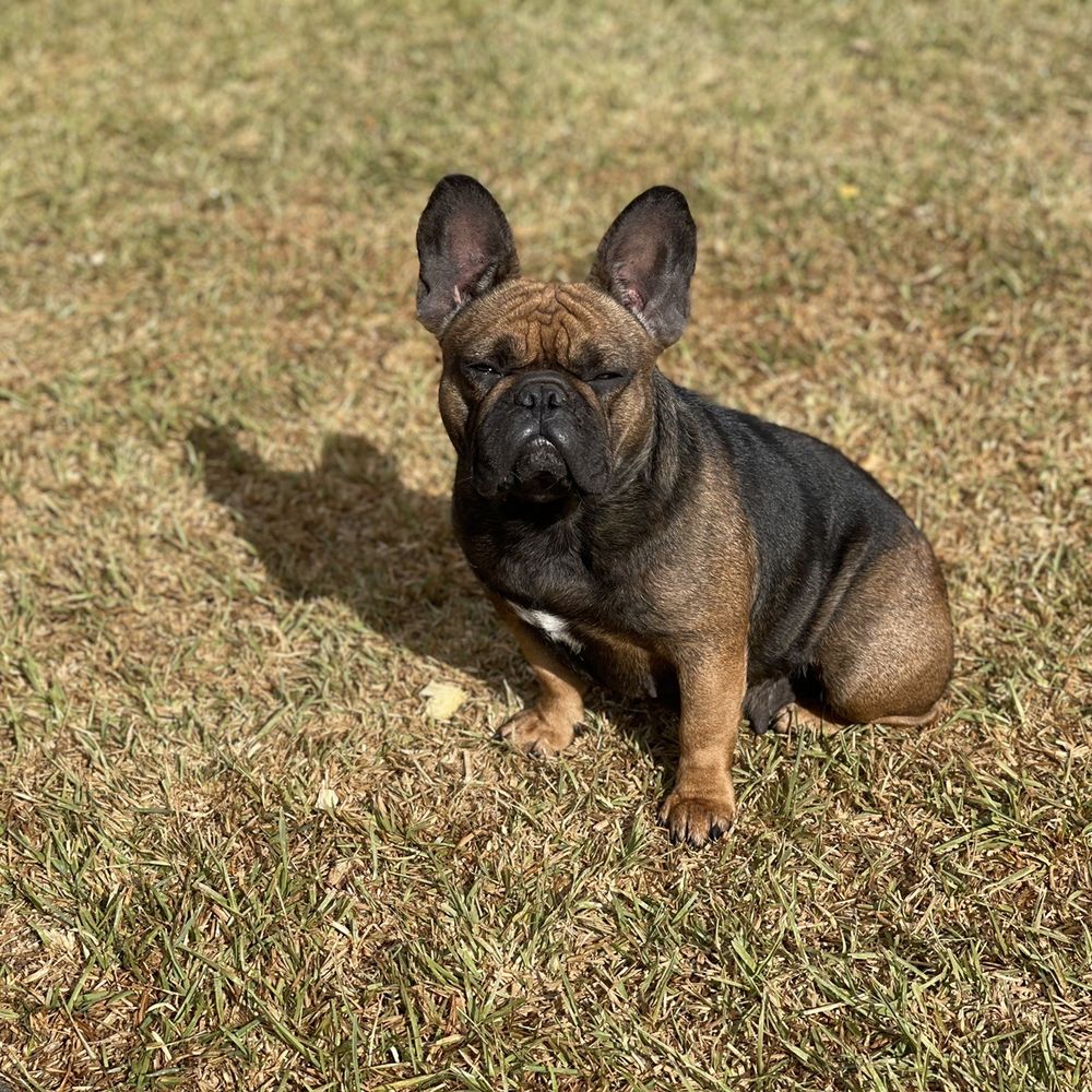 Red Sable French Bulldog
