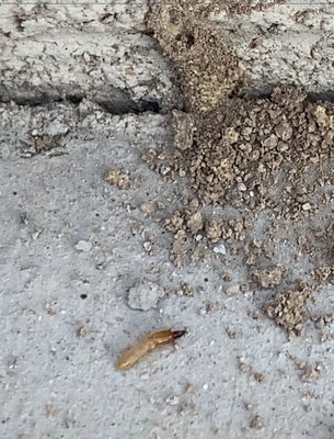 JOHNNY TERMITE - Updated December 2025 - 42 Photos & 12 Reviews ...