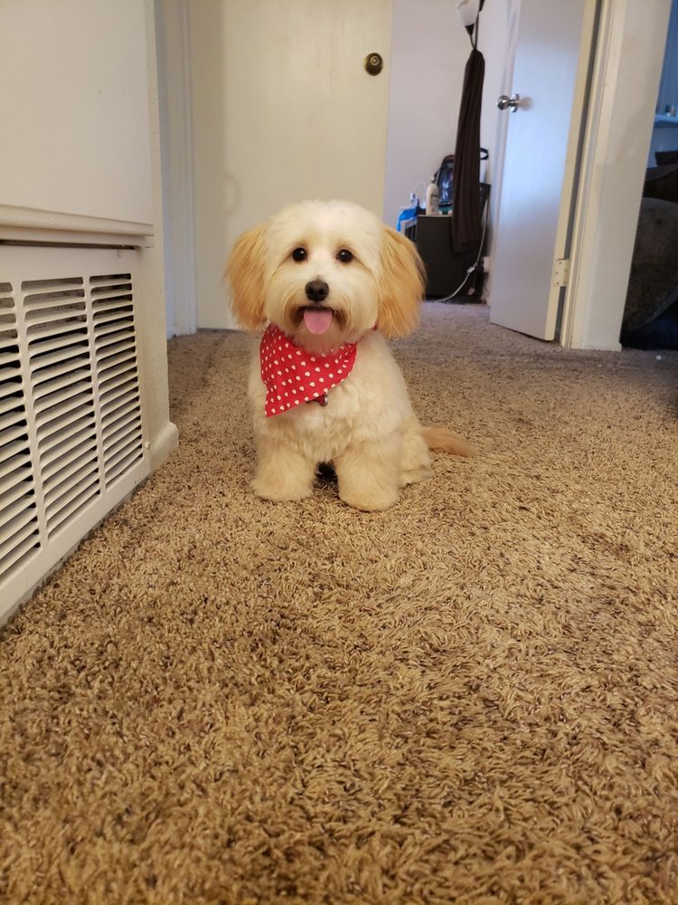 VIP DOG GROOMING near 6901 W Cerritos Ave, Stanton, California - 855 ...