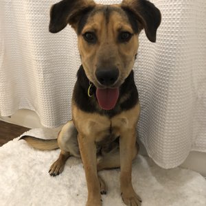 HALO ANIMAL RESCUE - 77 Photos & 141 Reviews - 3227 East Bell Rd ...