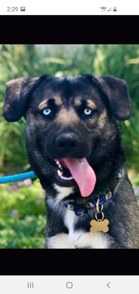 Beverly Hills THE AMANDA FOUNDATION- DR. SHIPP’S ANIMAL HOSPITAL ...