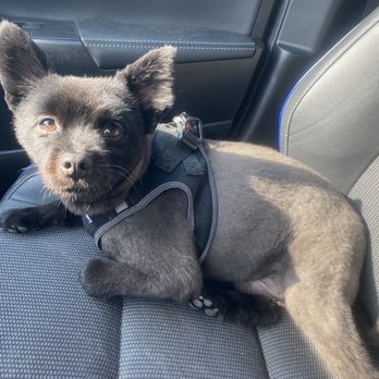 THE GREEN K9 - Updated September 2025 - 72 Photos & 26 Reviews - 3340 ...