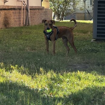 AUSTIN HUMANE SOCIETY - Updated February 2025 - 123 Photos & 116 ...