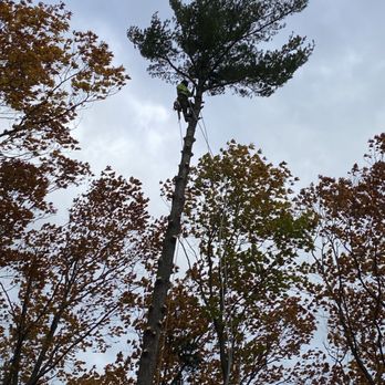 REYES TREE SERVICES - Updated December 2025 - 120 Photos - 1469 Rose ...