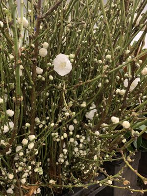 CALIFORNIA FLOWER SHIPPERS - 71 Photos & 38 Reviews - Florists - 538 W ...