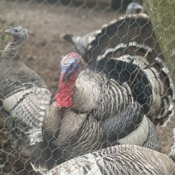 BACKWOODS CROSSING - 1034 Photos & 591 Reviews - 6725 Mahan Dr ...