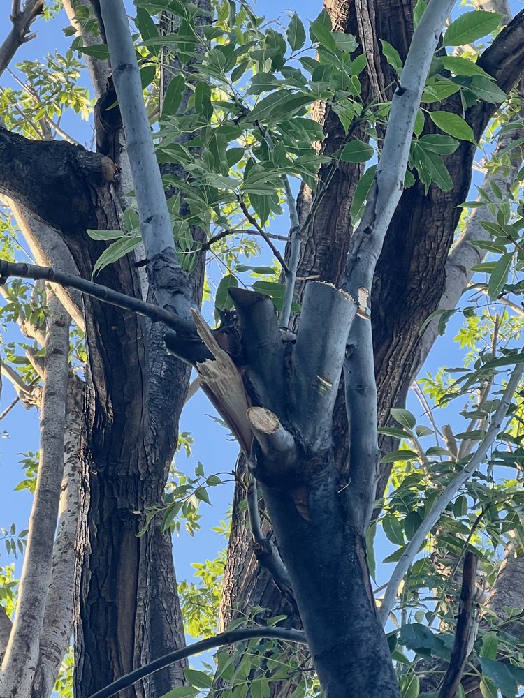 GOMEZ LANDSCAPE & TREE CARE - Updated November 2025 - 58 Photos & 28 ...