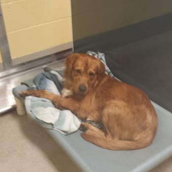 WHATCOM HUMANE SOCIETY - Updated March 2025 - 124 Photos & 40 Reviews ...