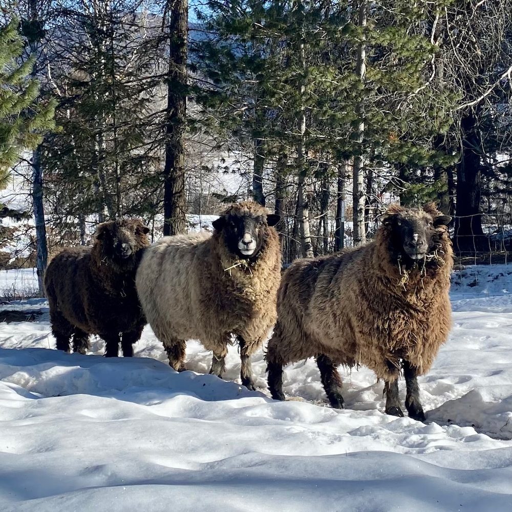 RAMSTEAD RANCH - Updated July 2025 - 990 Dennis Rd, Ione, Washington ...