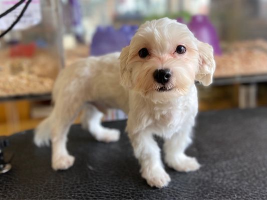 PERFECT PETS - Updated December 2025 - 65 Photos & 102 Reviews - 6840 S ...