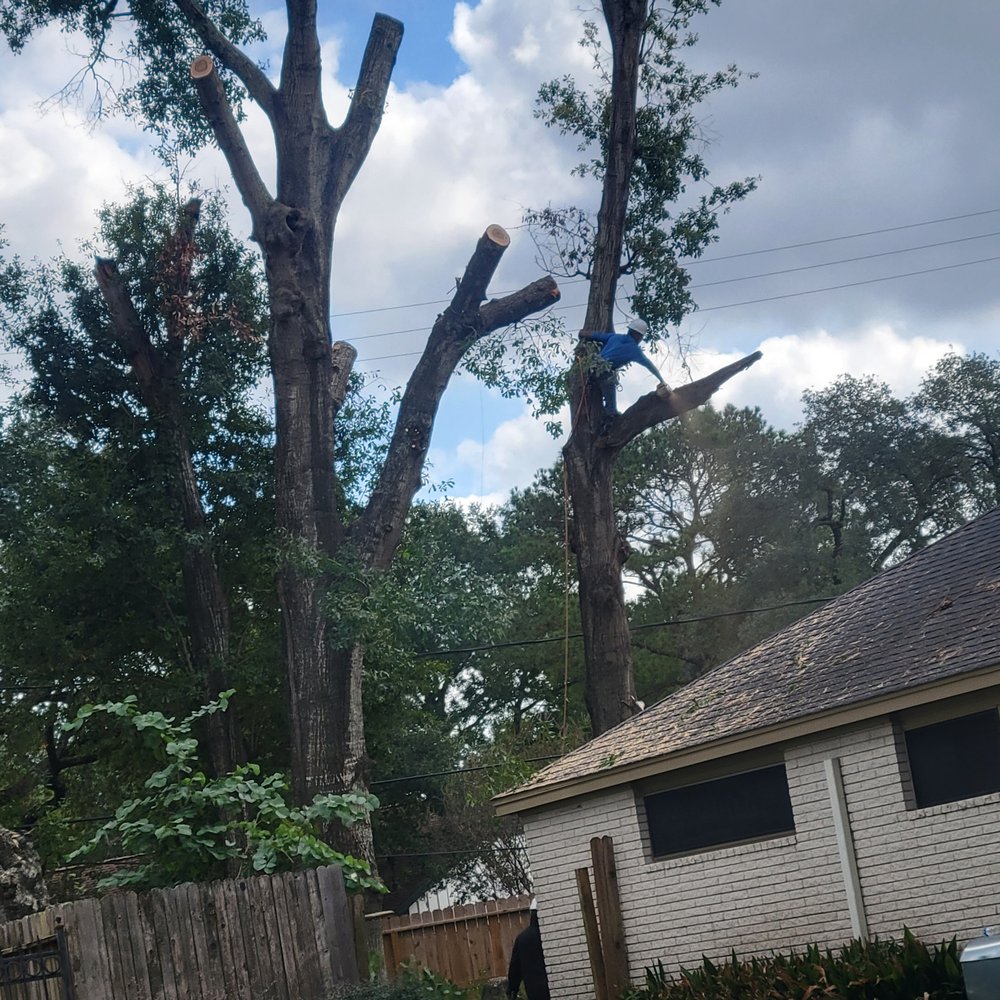 EAGLE TREE SERVICES - Updated January 2025 - 1310 Aldine Meadows Rd ...