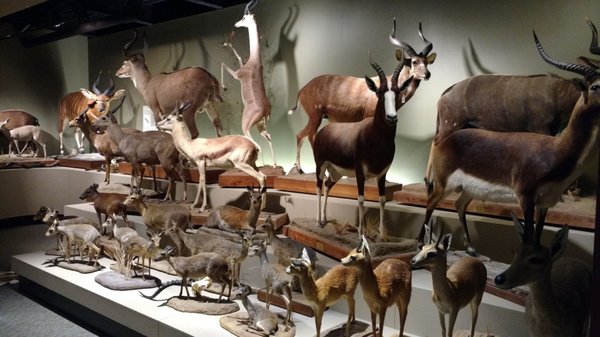 OAKES MUSEUM OF NATURAL HISTORY - 28 Photos - 1 University Ave ...
