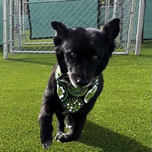 THE RED FERN PET LODGE - 31 Photos & 21 Reviews - 1509 NE 22nd Ave ...