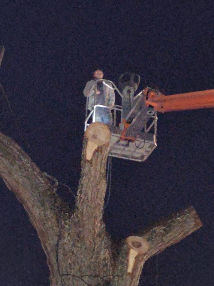 BIG O TREE COMPANY - Updated October 2025 - Request a Quote - 4209 ...