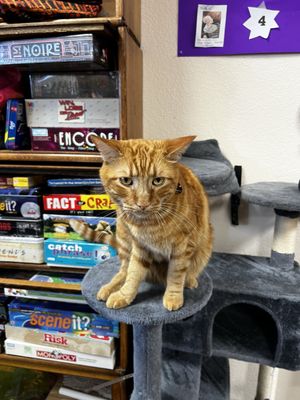 THE CAT CHILLIN ZONE - Updated December 2025 - 30 Photos & 17 Reviews ...