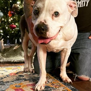 SIMI VALLEY ANIMAL SHELTER - Updated January 2025 - 15 Photos - 670 W ...