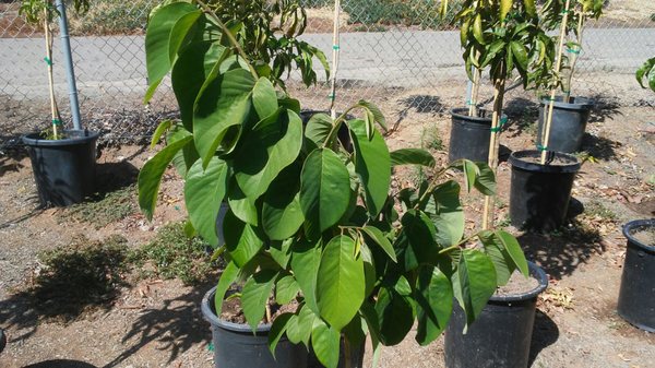 CLAUSEN NURSERY - Updated July 2024 - 102 Photos & 87 Reviews - 3132 ...