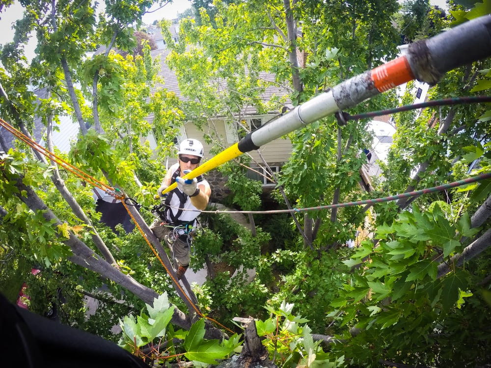 ARBOQUÉBEC - Updated December 2025 - Longueuil, Quebec - Tree Services ...