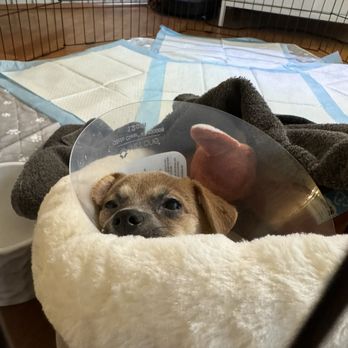 PASADENA HUMANE - Updated December 2024 - 497 Photos & 693 Reviews ...