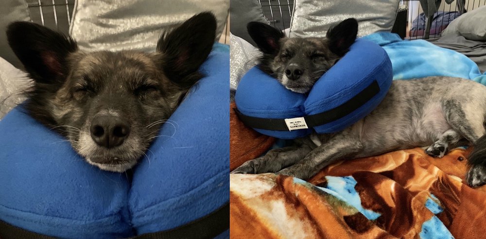 VAIL RANCH VETERINARY HOSPITAL - 30 Photos & 132 Reviews - 31685 ...