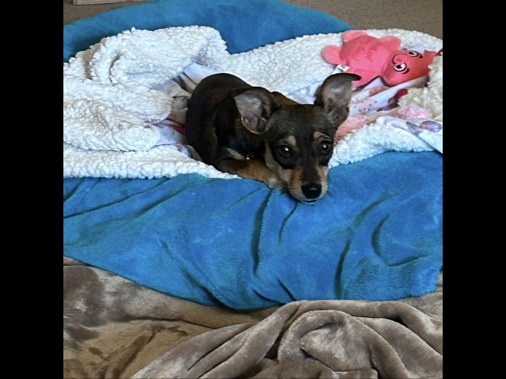 RUFF HOUSE RESCUE - Updated October 2025 - 146 Photos & 178 Reviews ...