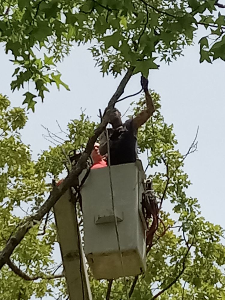 BUSY TREE SERVICE - Updated August 2024 - Rome, Georgia - Tree Services ...