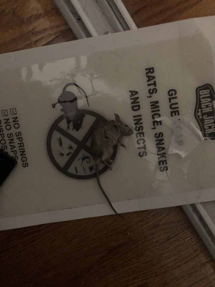 SDG MANAGEMENT CORPORATION - Updated January 2026 - 600 W 189th St, New ...