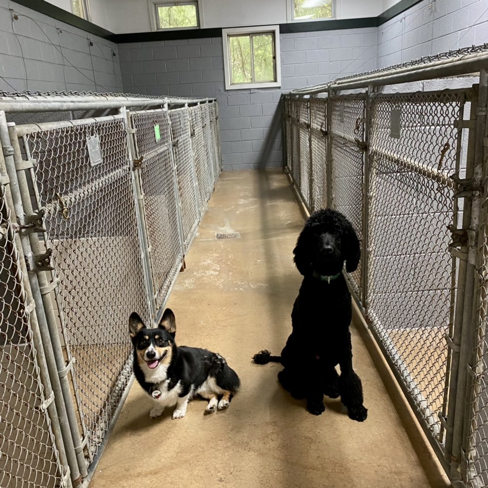 TIMBERVIEW KENNELS - Updated December 2025 - 66 Star Route Rd, Elkton ...