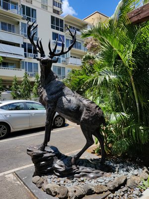 ELKS HONOLULU LODGE BPOE 616 - 729 Photos & 161 Reviews - 2933 Kalakaua ...