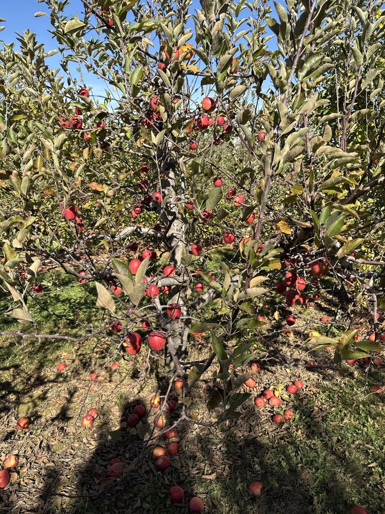 PENNINGS ORCHARD - Updated January 2026 - 136 Photos & 97 Reviews - 169 ...