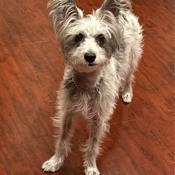 A PATH 4 PAWS - Updated January 2026 - 13 Reviews - 232 N Jones Blvd, Las Vegas, Nevada - Pet ...