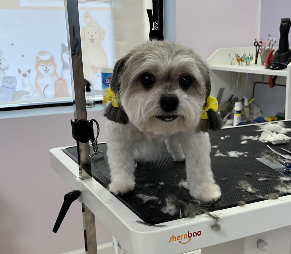 DOGGIE & KITTY CAT GROOMING SALON - Updated May 2024 - 53 Photos - 4601 ...