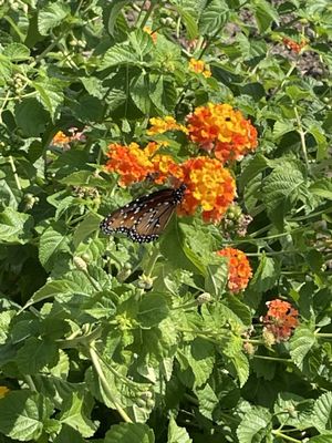 VALLEY RANCH LIBRARY - Updated October 2025 - 21 Photos & 30 Reviews ...