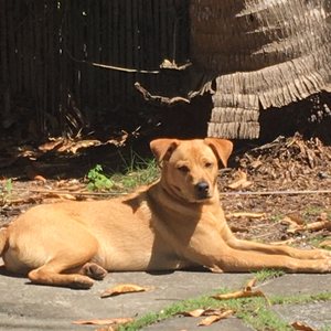 TRI-COUNTY HUMANE SOCIETY OF BOCA RATON - 40 Photos & 100 Reviews ...