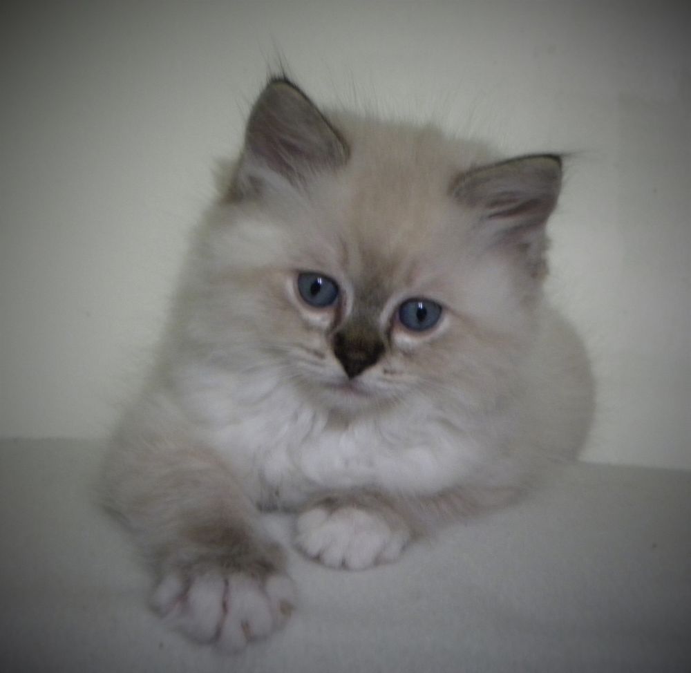 RAGATOOTIE RAGDOLLS - Updated July 2025 - 17 Photos - Silver Creek ...