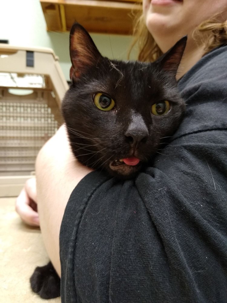 AVONDALE HASLET ANIMAL CLINIC - 19 Reviews - 1321 Avondale Haslet Rd ...