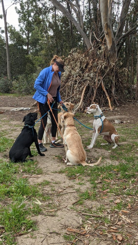 PAWS DOWN TRAINING & PET CARE - Updated June 2025 - 39 Photos & 34 ...