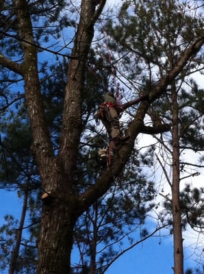 OUT ON A LIMB TREE SERVICE - Updated August 2025 - 43 Photos & 22 ...