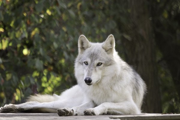 SAINT FRANCIS WOLF SANCTUARY - Updated July 2024 - 109 Photos & 40 ...