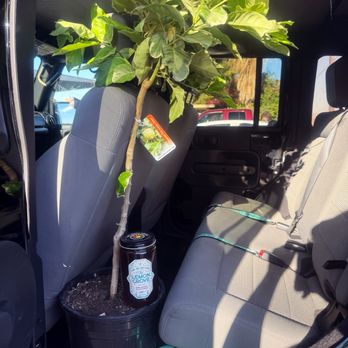 THE LEMON GROVE - Updated December 2025 - 63 Photos & 34 Reviews - 4200 ...