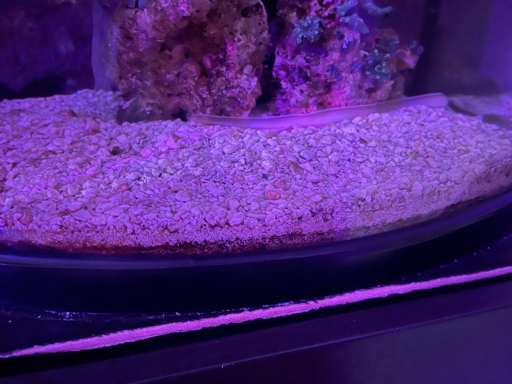 BELL BIRD FARM - Updated January 2026 - 63 Photos & 56 Reviews - 6909 ...