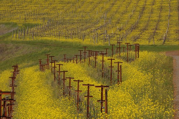 HENDRY RANCH WINERY NAPA VALLEY - Updated December 2025 - 552 Photos ...